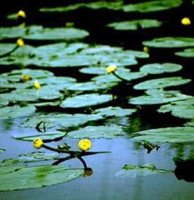 Waterlelies in mand per 4 stuks